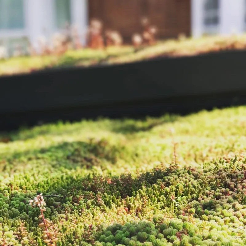 Living Green Roofs | Green Roofs | Brighton Bike Sheds